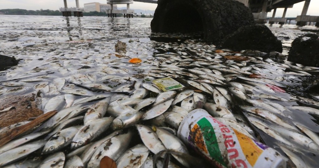 Wildlife Extinction From Human Overpopulation | Friends of Retha
