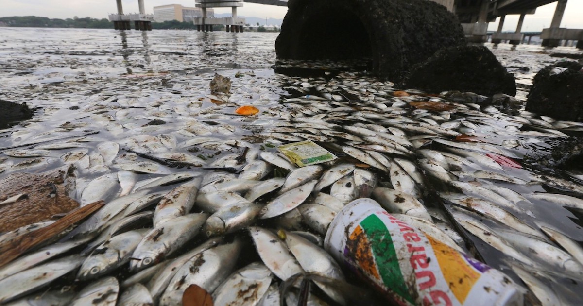 Wildlife Extinction From Human Overpopulation | Friends of Retha